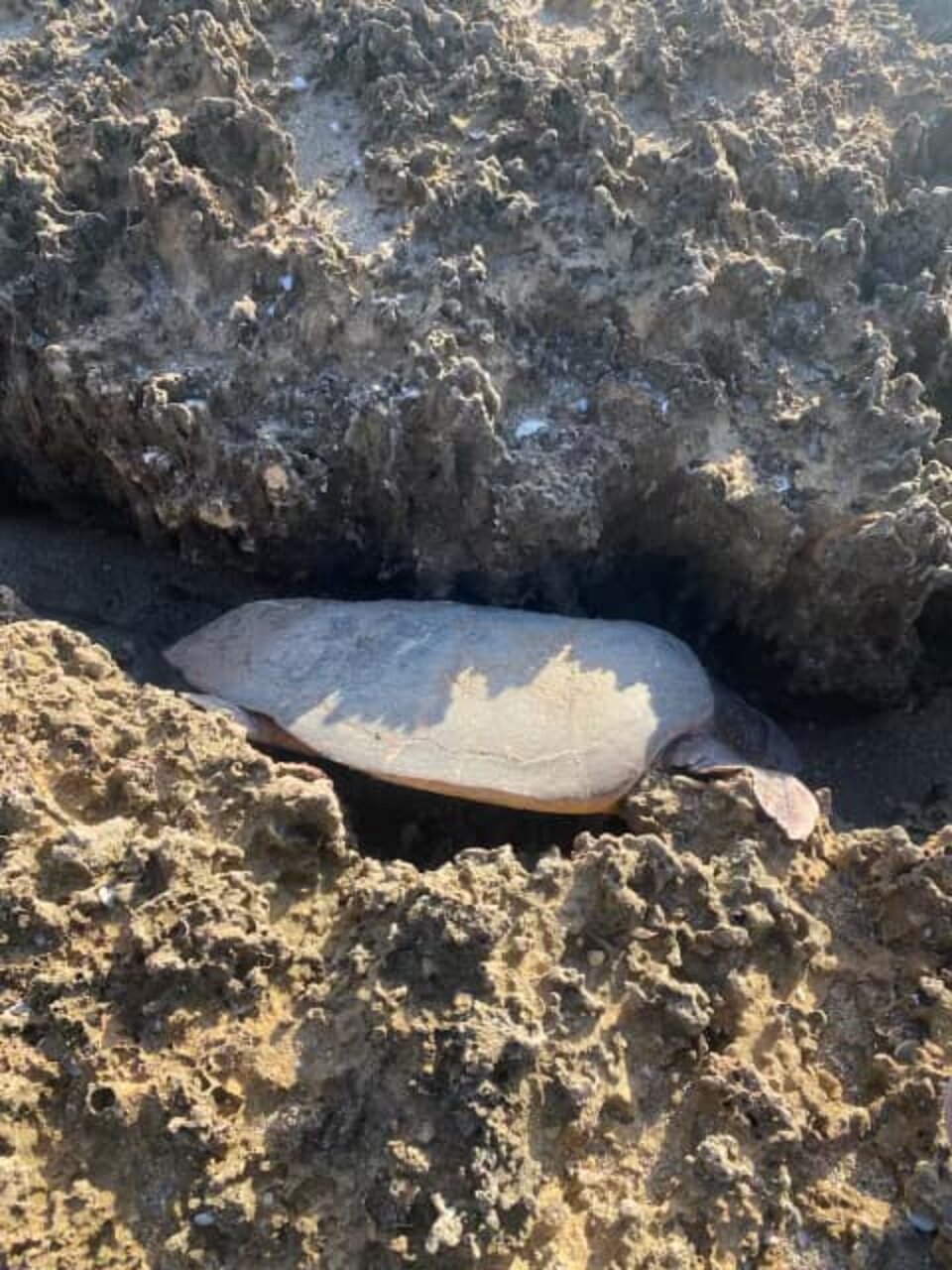 Giant Sea Turtle Trapped Between Rocks Had Given Up Hope Of Ever Being ...