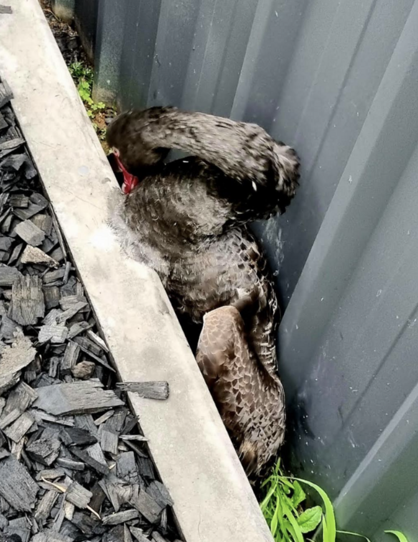 Huge Bird Trapped In Crevice Is Overjoyed To Finally Spread His Wings ...