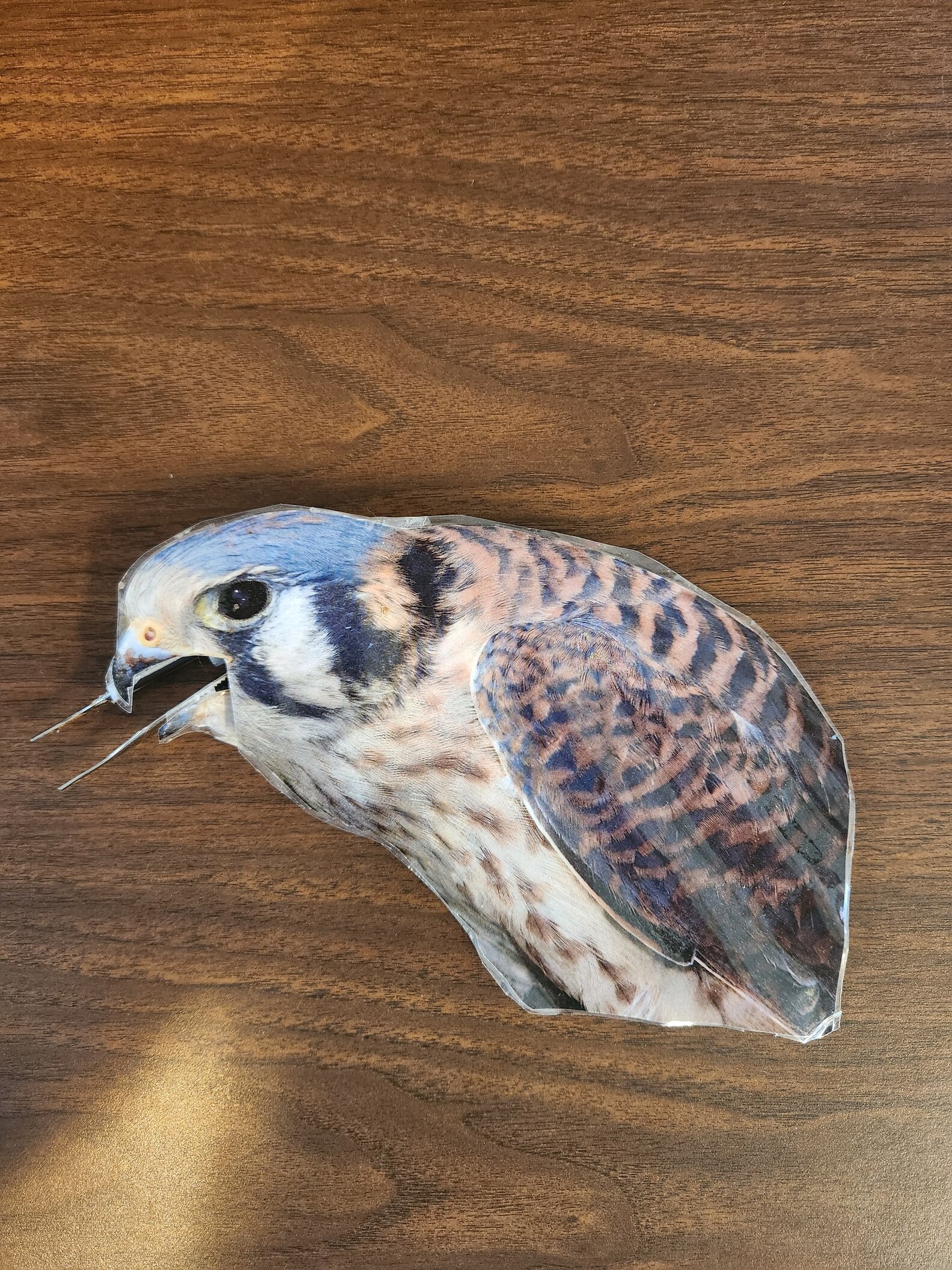 Orphaned Baby Raptor Has No Idea His 'Mom' Isn't Real - The Dodo