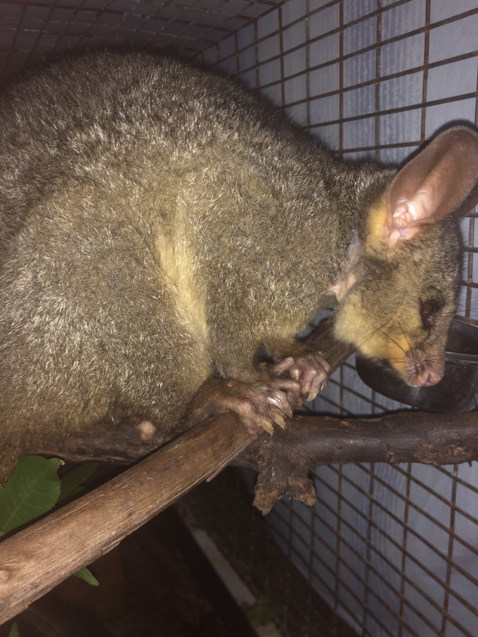 Wildlife Rescuers Nearly Lose Hope After Discovering Someone Fluffy ...