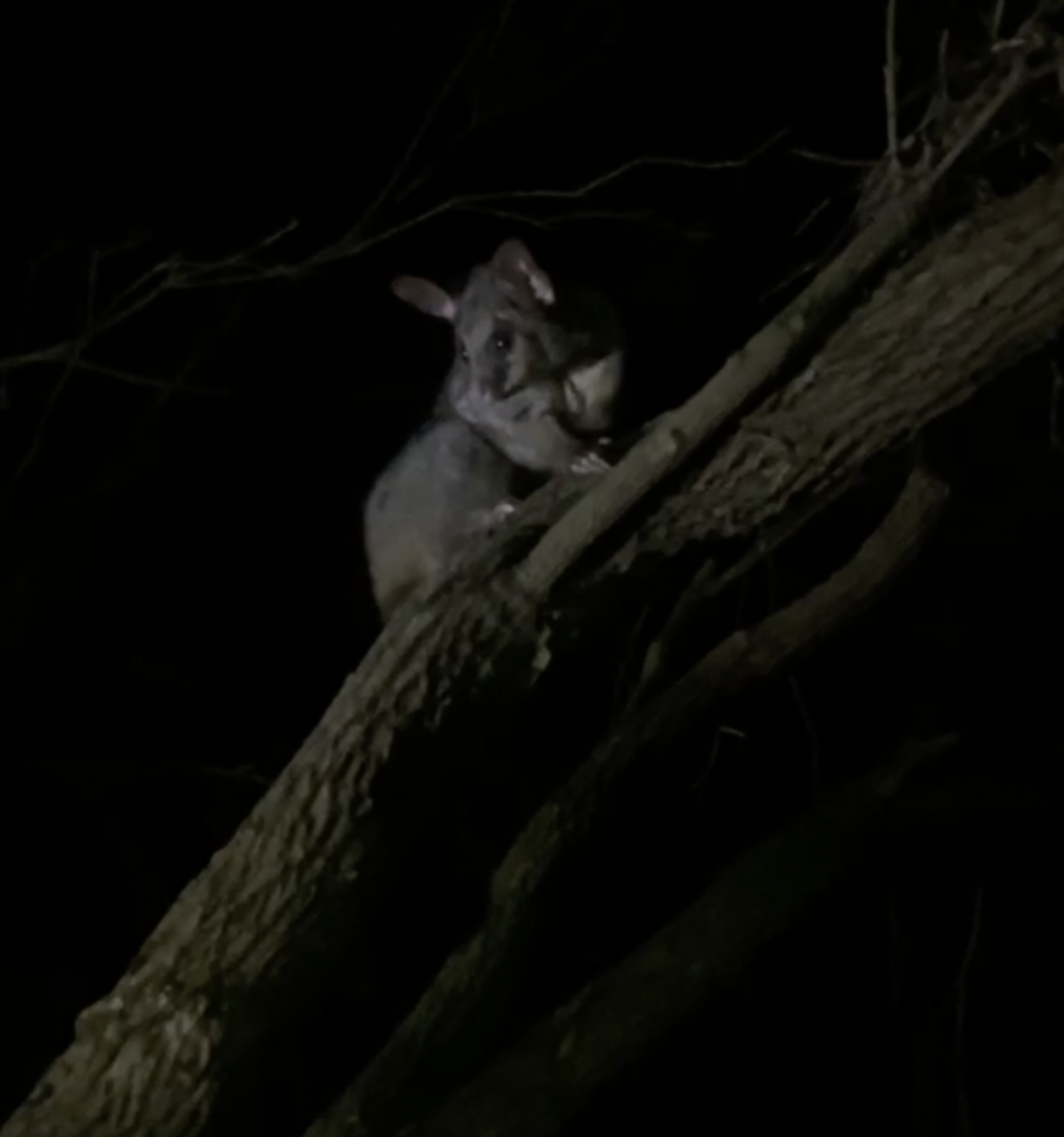 Wildlife Rescuers Nearly Lose Hope After Discovering Someone Fluffy ...