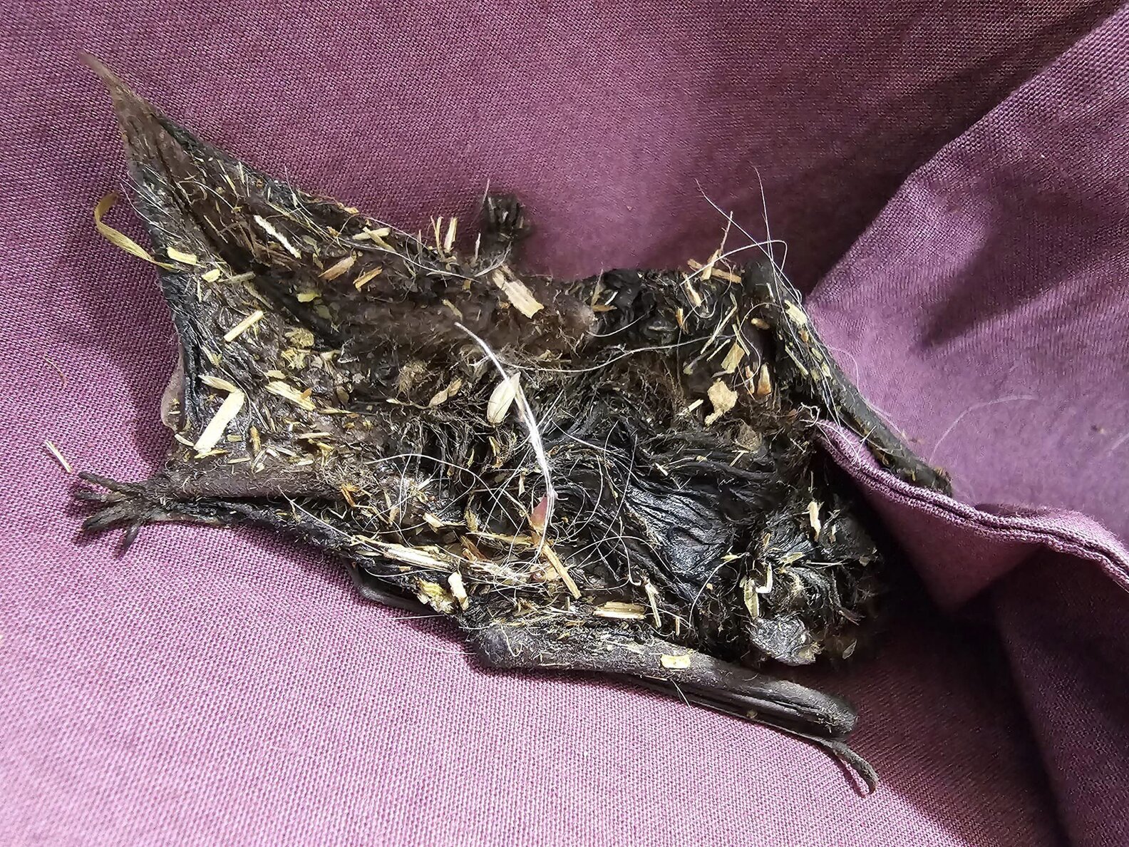 Tiny Animal Covered In Mystery Mess Looks So Different After A Bath ...