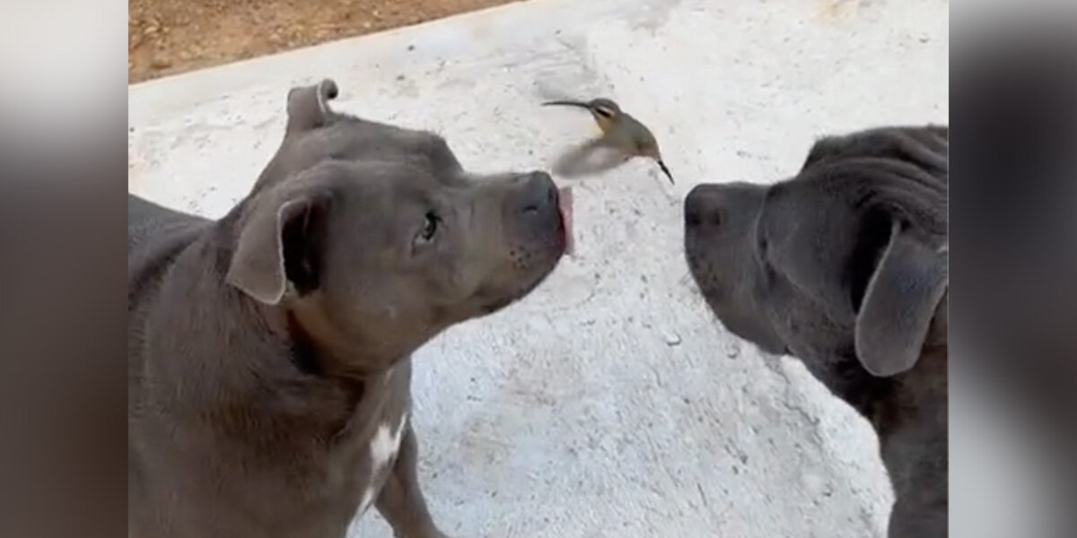 Pit Bulls Forge An Incredible Bond With A Friendly Wild Hummingbird ...