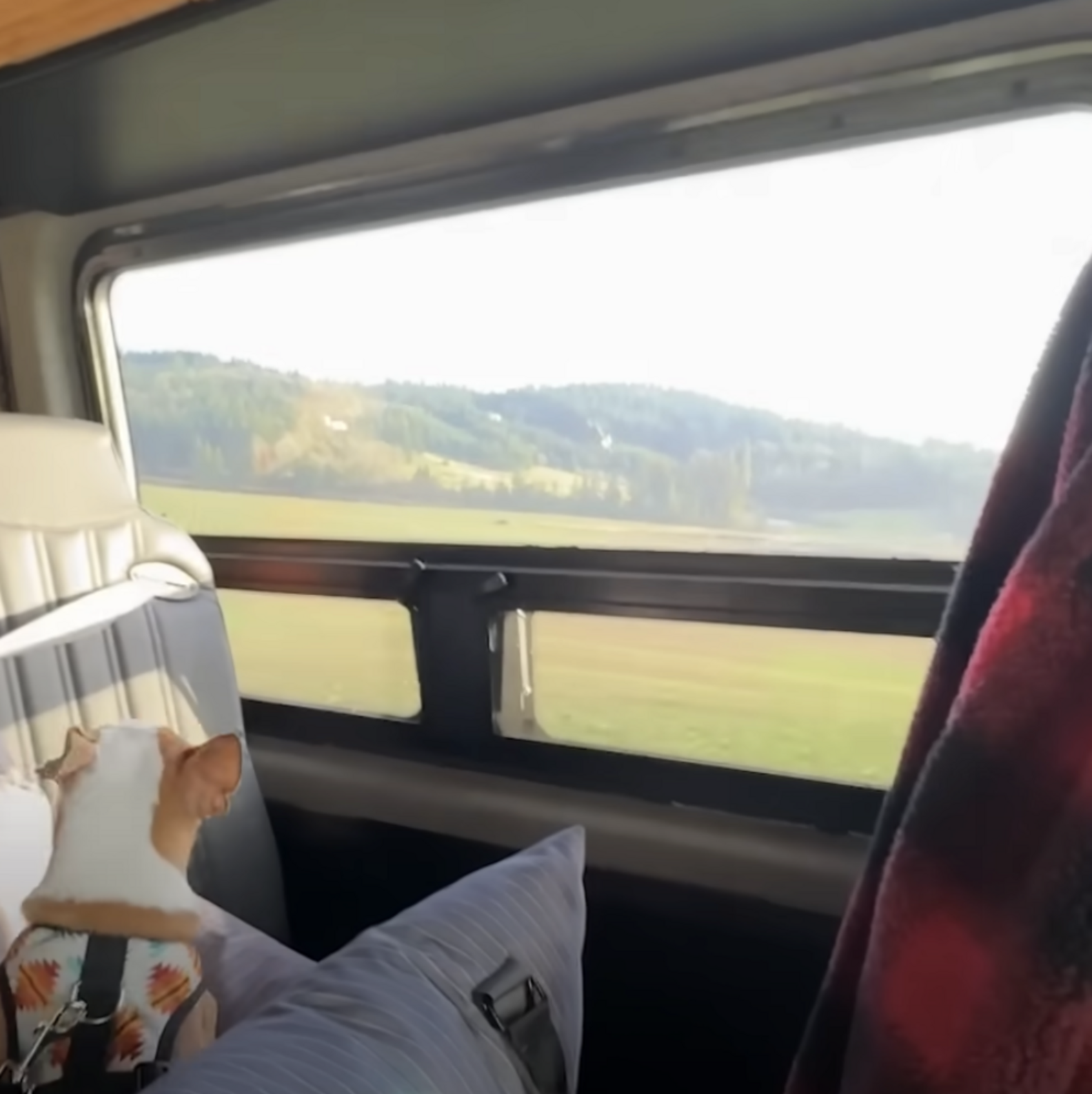 We Took Our Three-Legged Frenchie Camping In A Vineyard - The Dodo