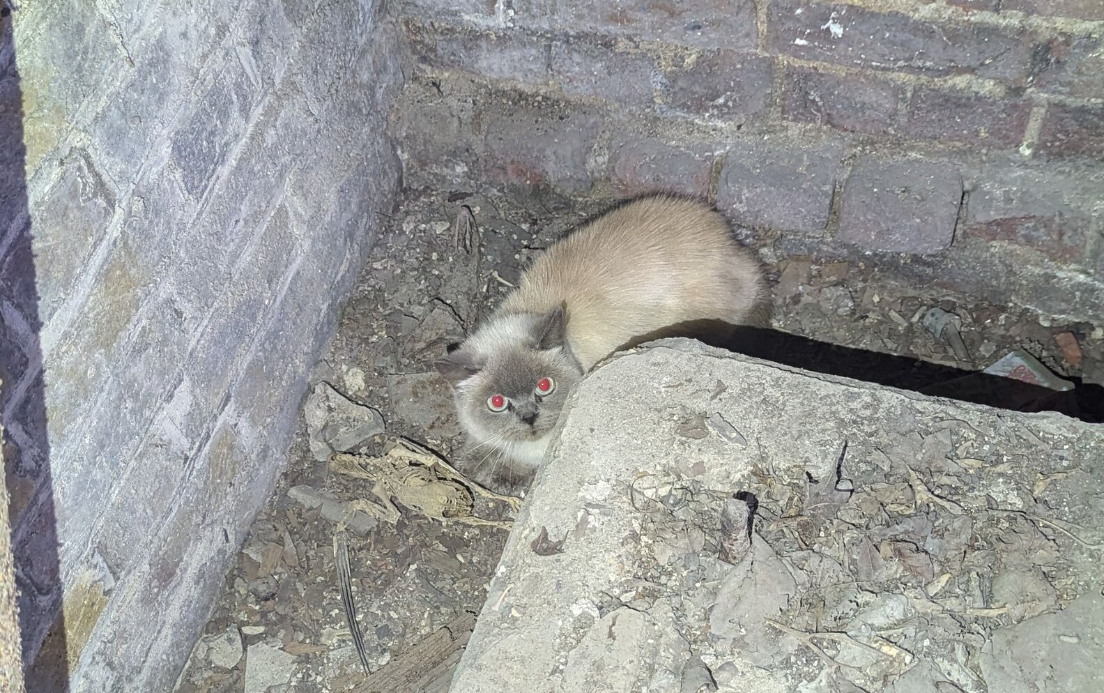 Curious Stray Gets Trapped In Basement Of Famous 300-Year-Old Church ...