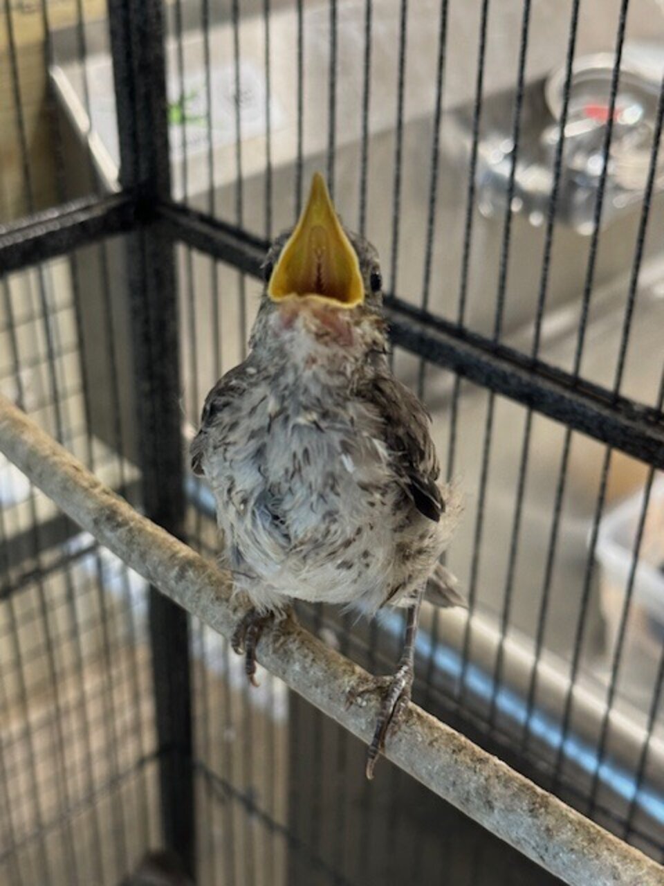 Rescued Bird Masters Withering Stare To Convey Feelings About Dinner ...