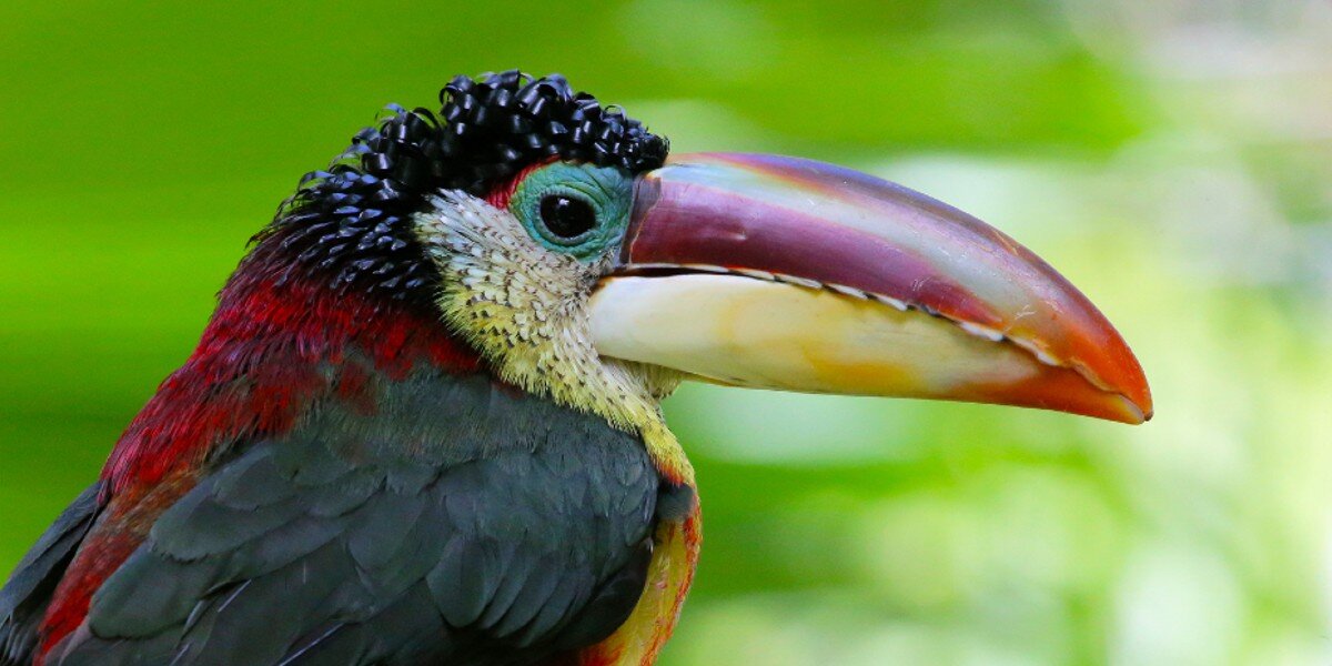 This Unique Bird Appears To Have Just Gotten A Perm - The Dodo