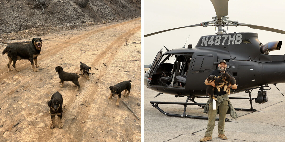 Rescuer Flies Into Wildfire Zone To Save A Family Of Stranded Dogs ...