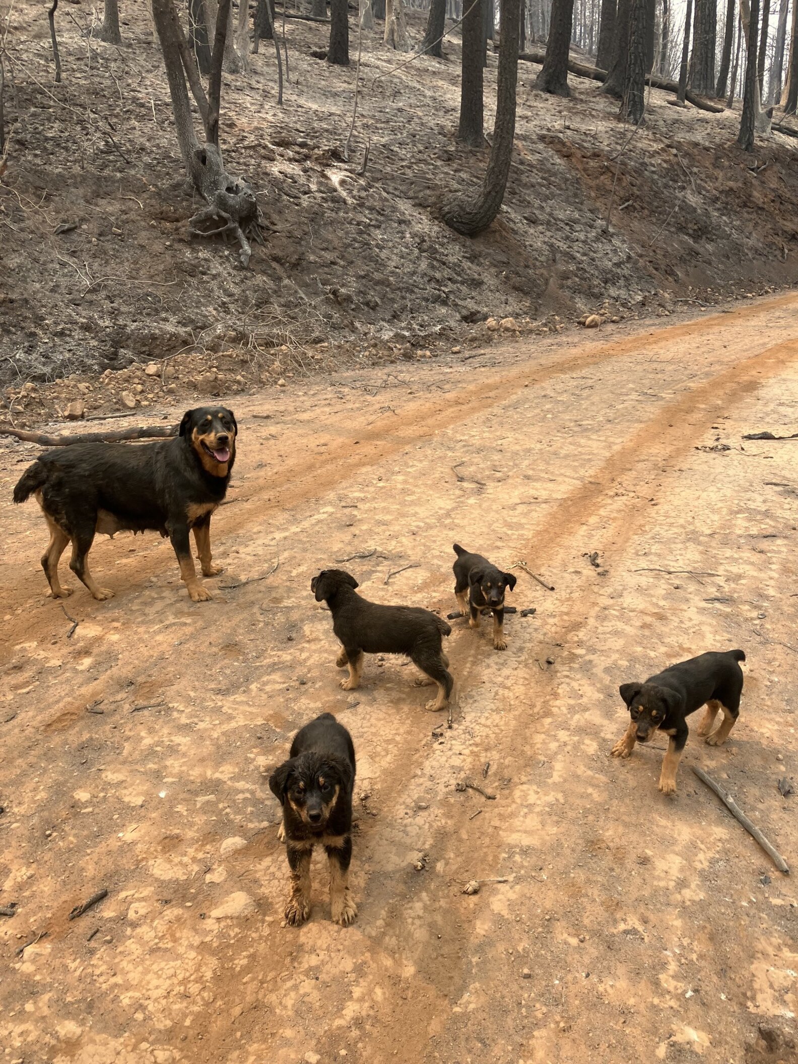 Rescuer Flies Into Wildfire Zone To Save A Family Of Stranded Dogs ...