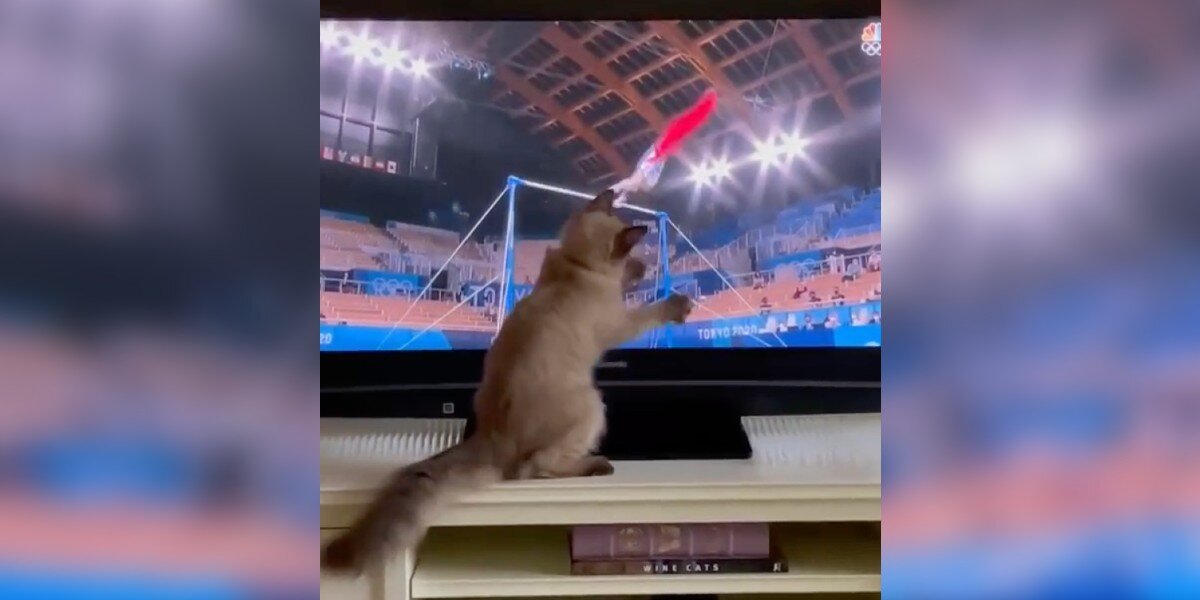 Cats Around The World Are Mesmerized By The Olympic Gymnasts - The Dodo