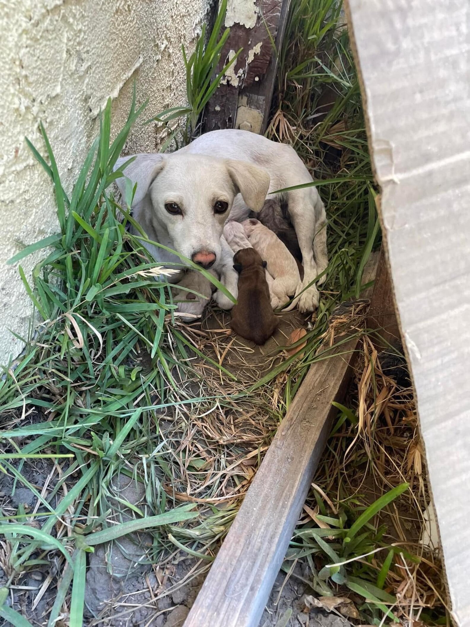 Rescuers Find Dog Hiding Under Bushes With An Adorable Secret - The Dodo