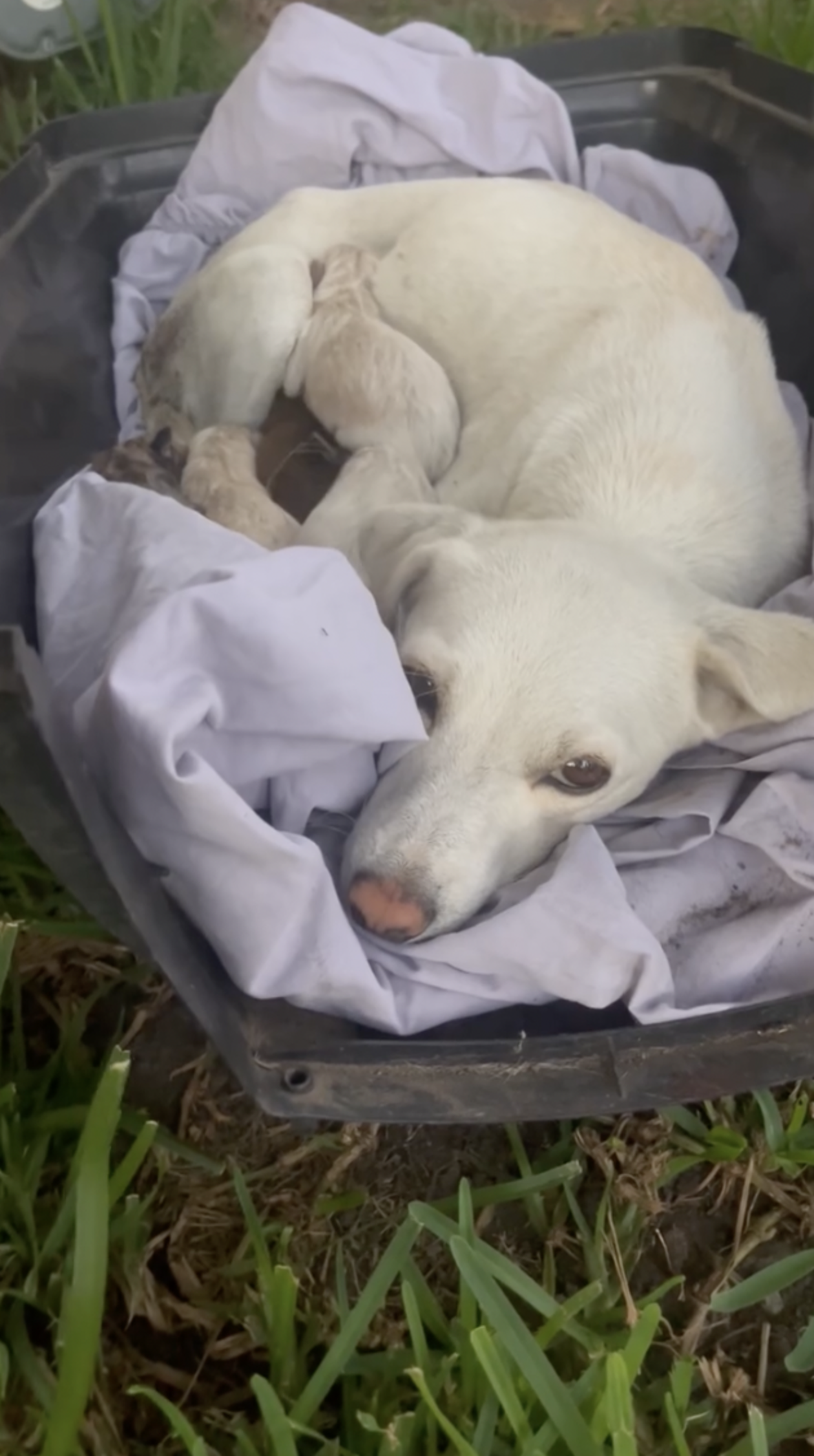 Rescuers Find Dog Hiding Under Bushes With An Adorable Secret - The Dodo