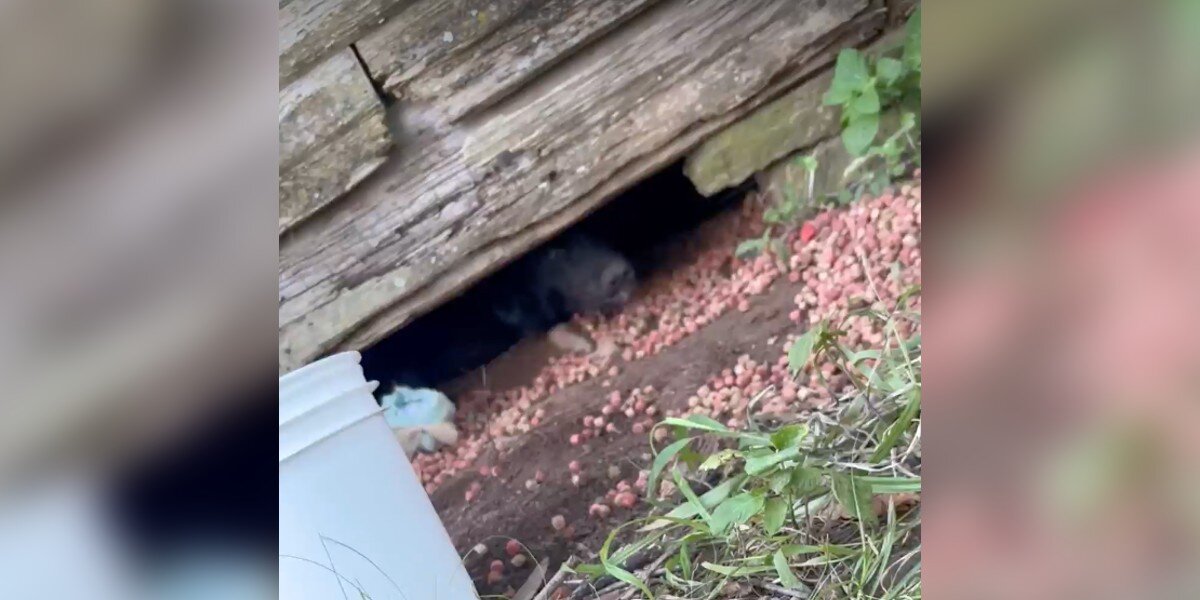 Dog Hiding Under Abandoned House Was Guarding Something Precious - The Dodo