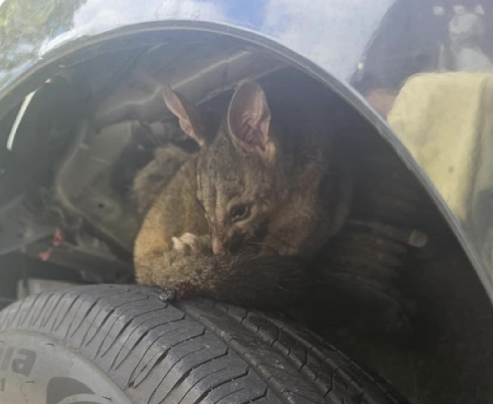 Good Samaritan Stumbles On Scared Fuzzy Animal Cowering On Car Wheel ...