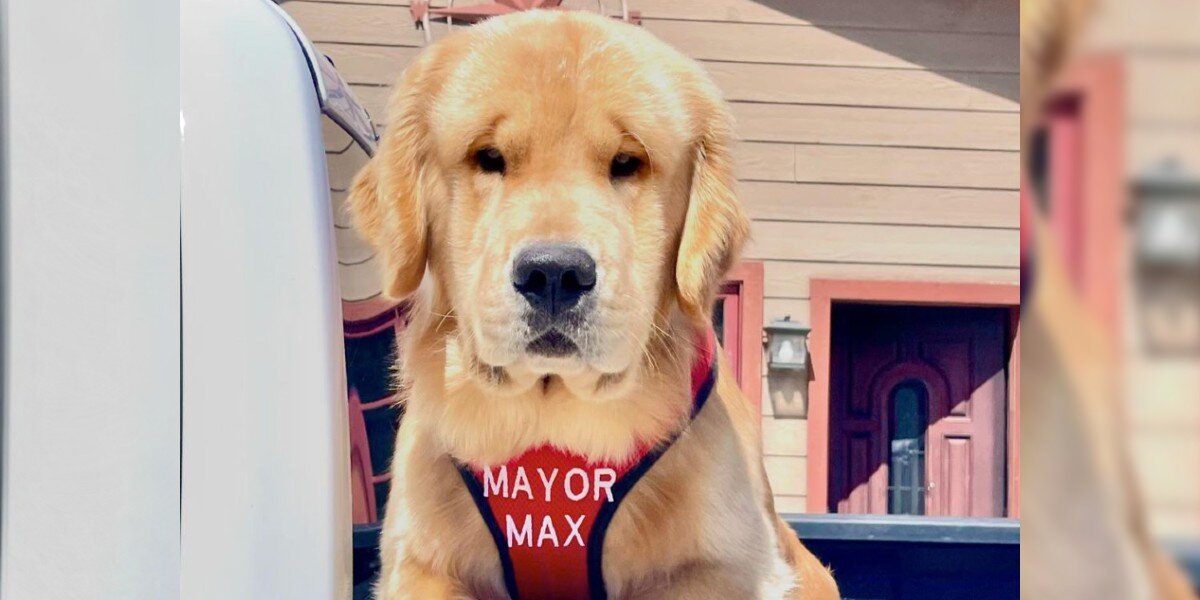 This California Town’s Mayor’s Duties Include Belly Rubs And Head ...