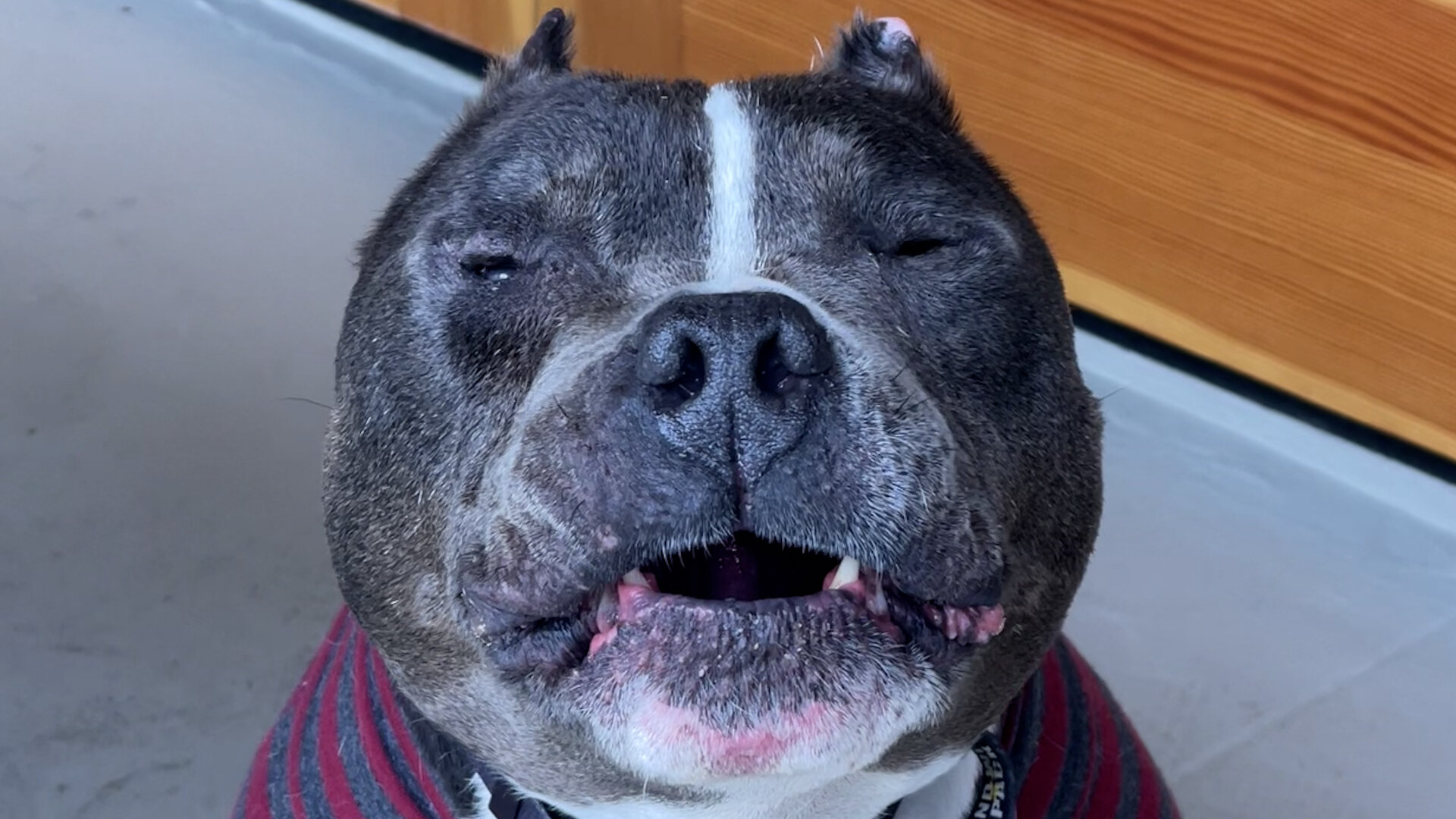 This 14-Year-Old Pittie Is Aging Backwards - Videos - The Dodo