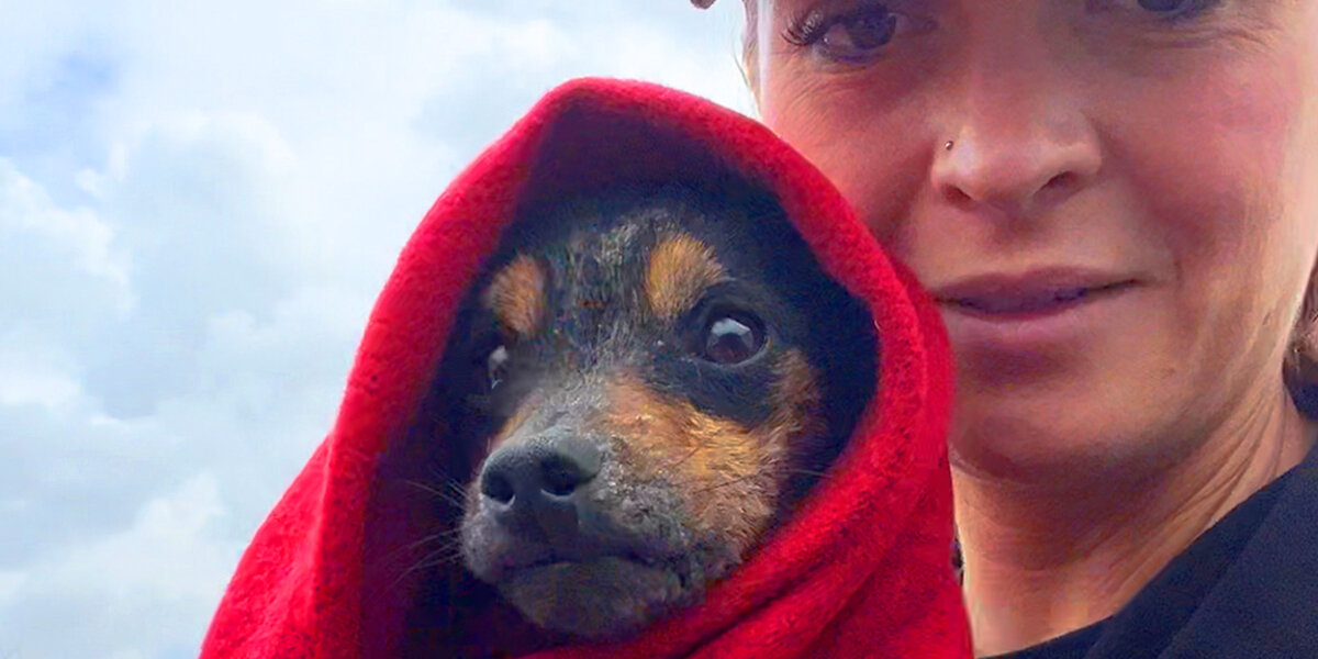 Dog Found Hiding In A Box Has The Comfiest House Now - Videos - The Dodo