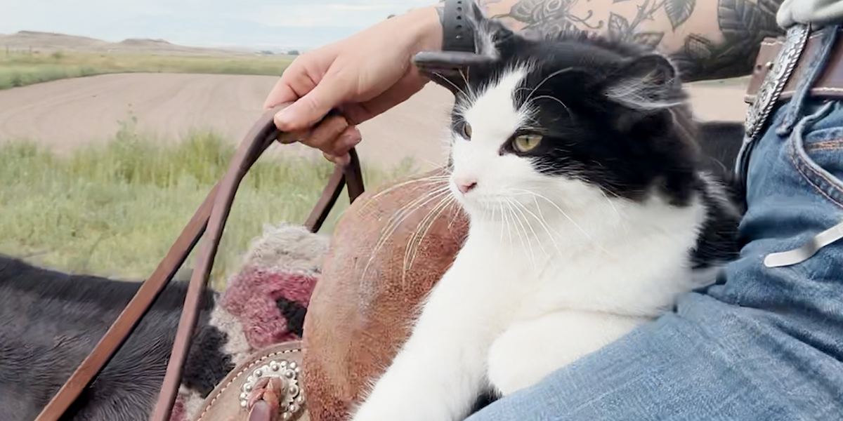 Cat Insists On Horseback Riding With Mom - Videos - The Dodo