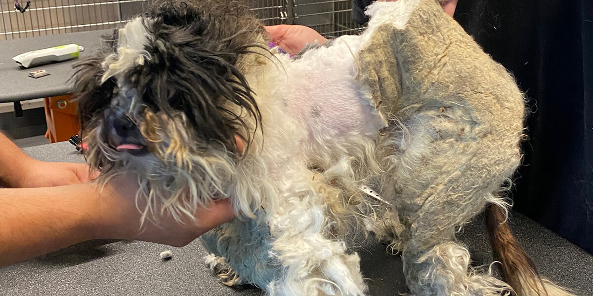 Stray Dog Who Was Covered In Matted Fur Gets A Haircut - Videos - The Dodo
