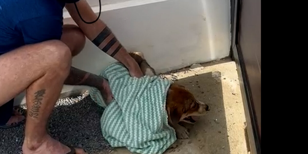 Stray Dog With A Tight String Around Her Neck Wouldn't Let Anyone Touch ...