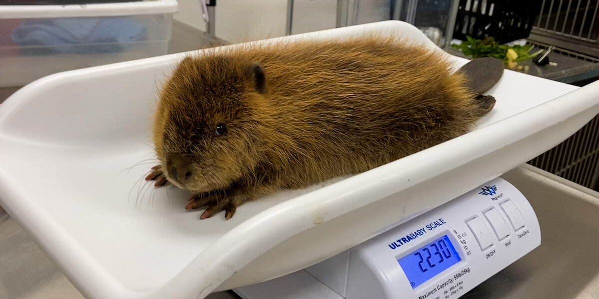 Rescued Baby Beaver Finally Makes a Friend - Videos - The Dodo