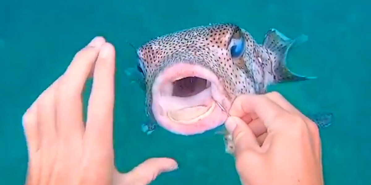 Pufferfish Asks Diver For Help - Videos - The Dodo