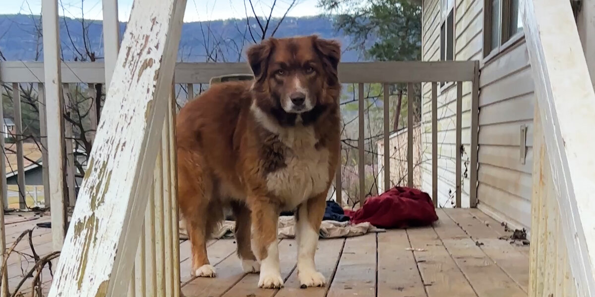 Sweet Dog Is Left Behind When Couple Breaks Up Videos The Dodo