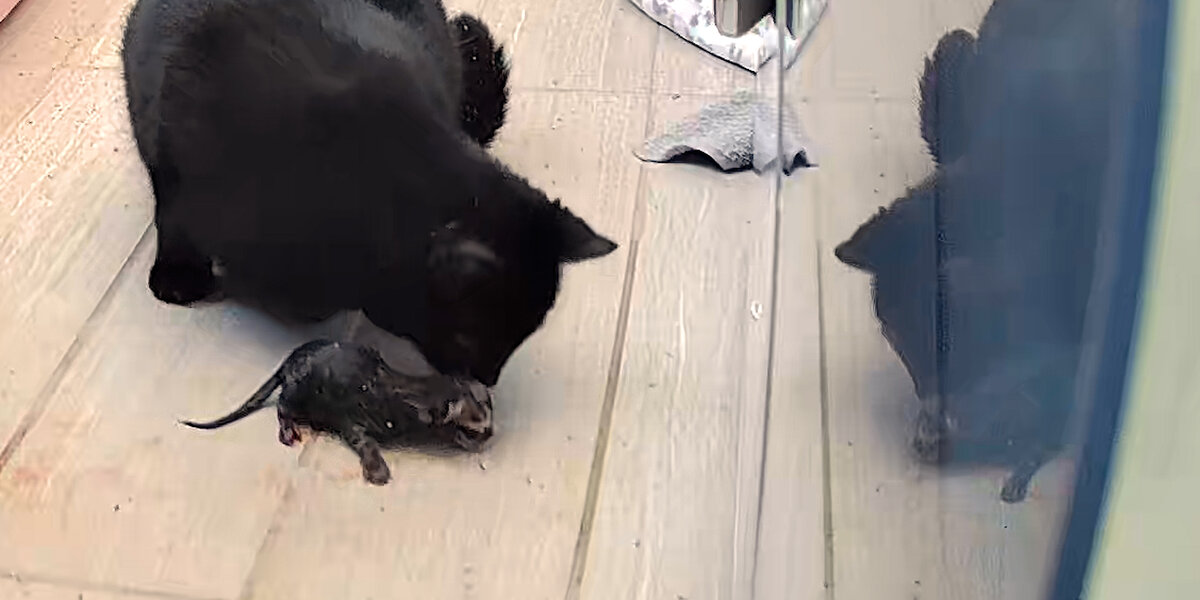 Pregnant Street Cat Gives Birth On Nanny Cam Videos The Dodo