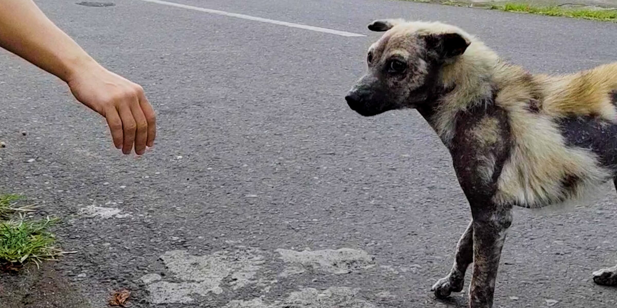 Hyena-Looking Dog Grows The Most Lucious Coat - Videos - The Dodo