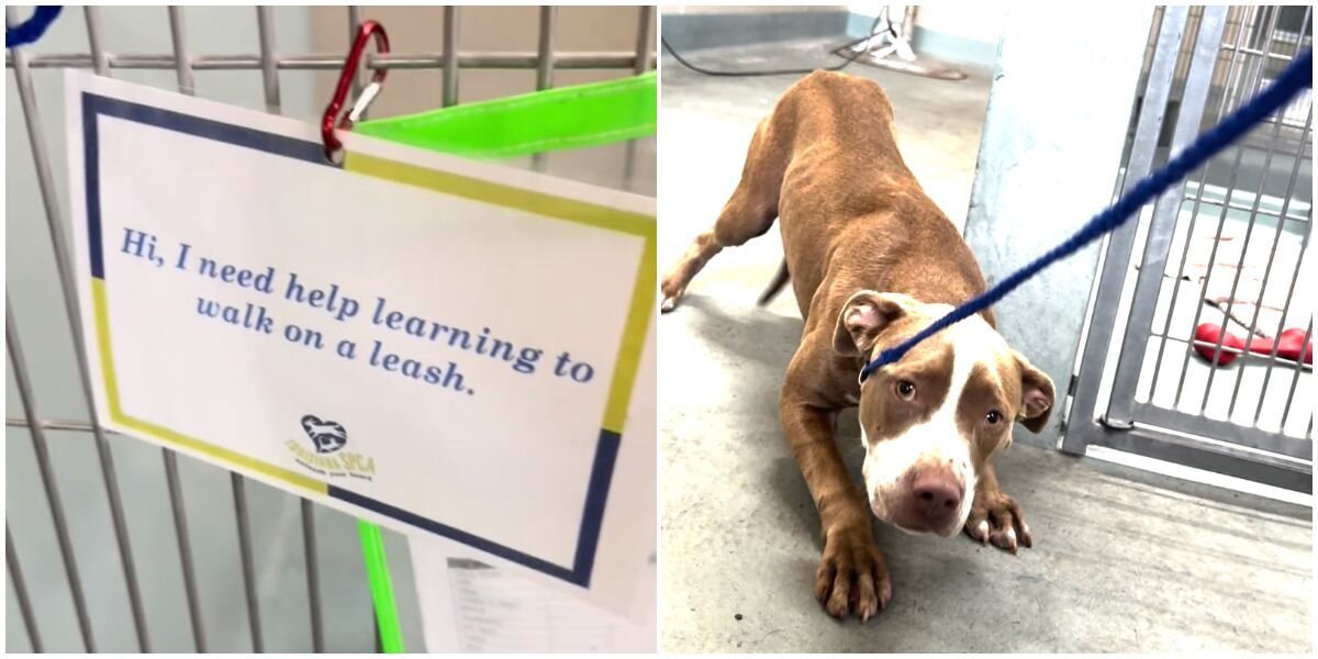 Shelter Pittie Has Sweetest Sign On Her Kennel Asking For A Little Help ...