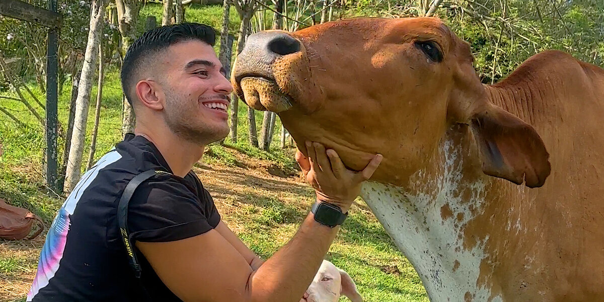 Dodo Producer Goes To Colombia To Meet A Very Special Cow In Person ...