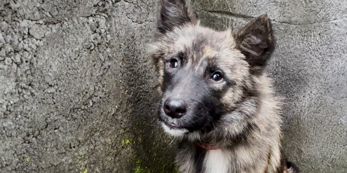 Stray Dog Who Was Impossible To Catch Walks Through Rescuer's Door ...