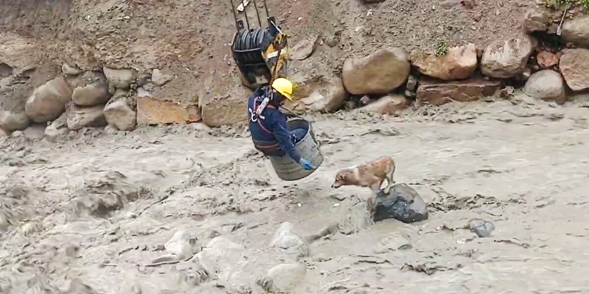 Dog Stranded In Raging River Rescued By Construction Workers - Videos ...