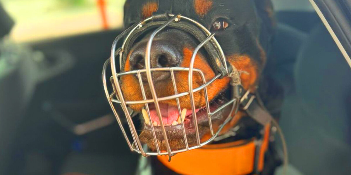 Muzzled Dogs Are Good Dogs Too! - Videos - The Dodo