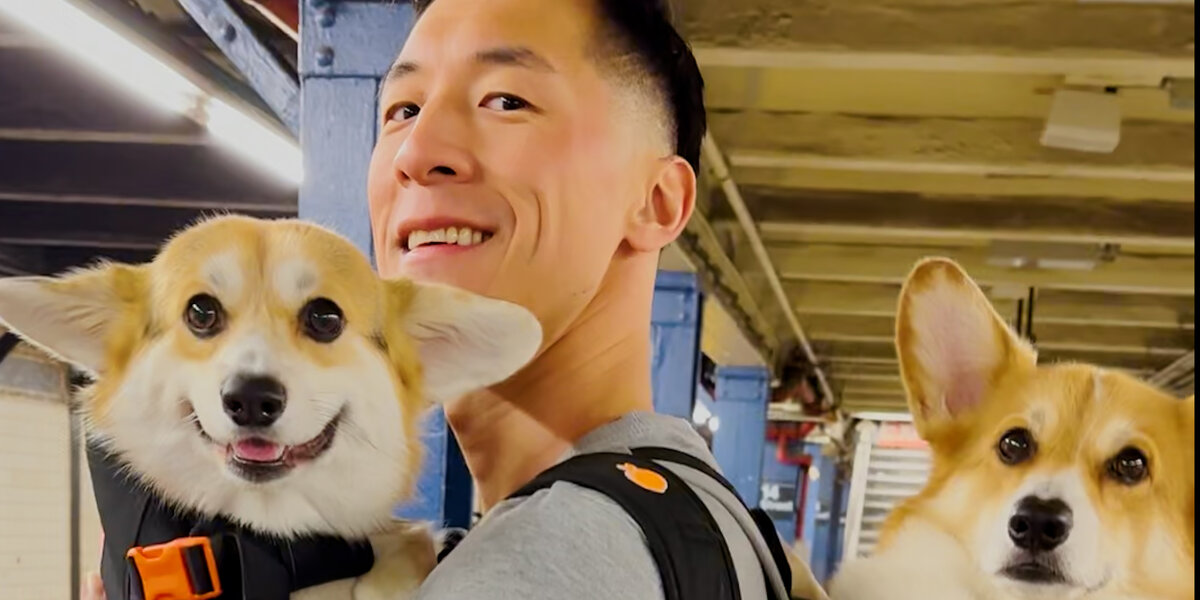 Introverted Corgi Is Happiest Playing Fetch By Himself - Videos - The Dodo