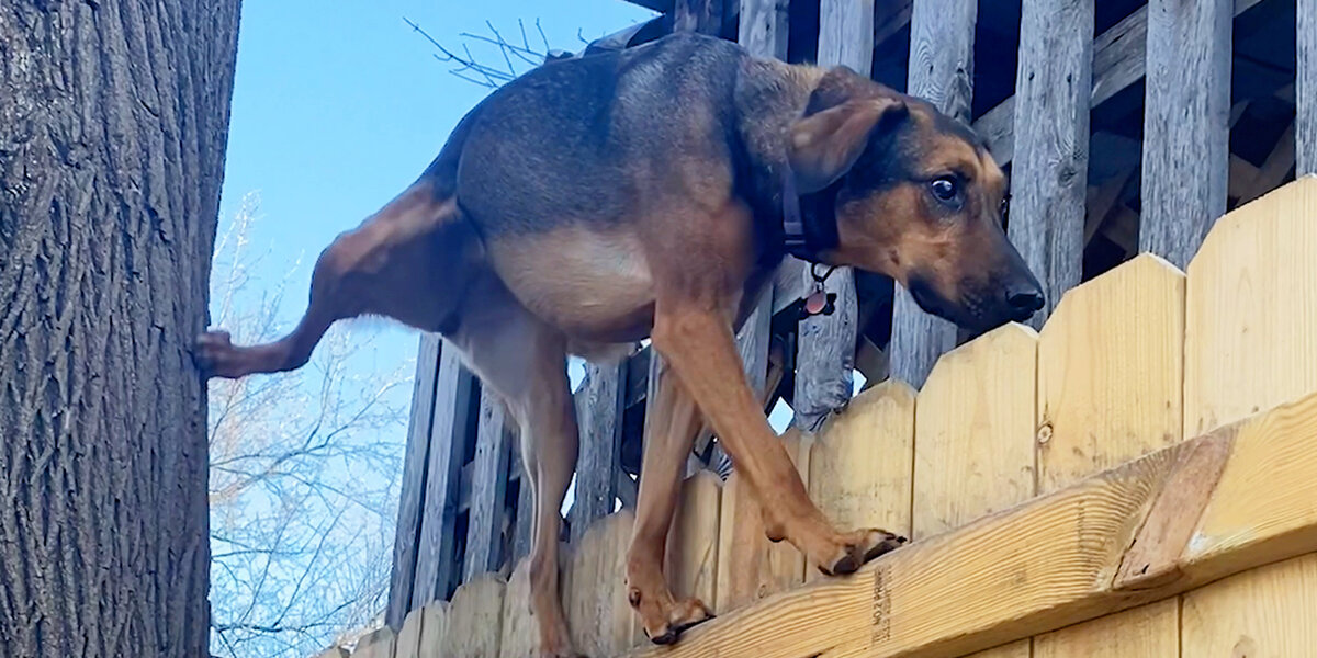 This Dog Climbs Up Her Backyard Trees Every Single Day - Videos - The Dodo