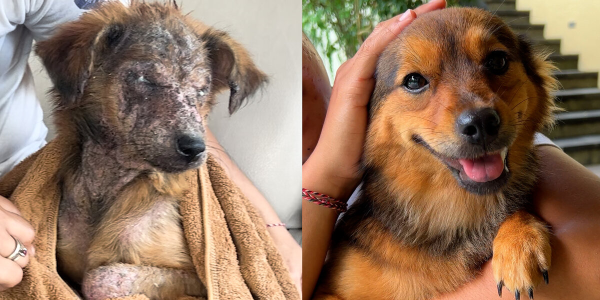 Top 5 Craziest Transformations - Videos - The Dodo