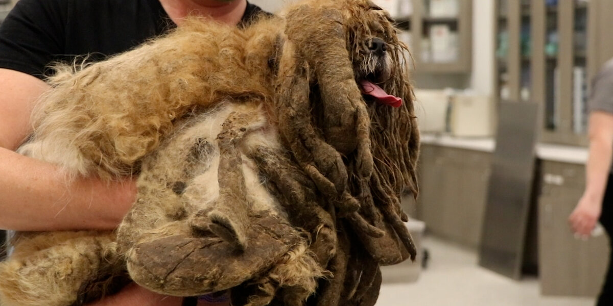 Extremely Matted Dog Transforms To The Cutest Pup - Videos - The Dodo