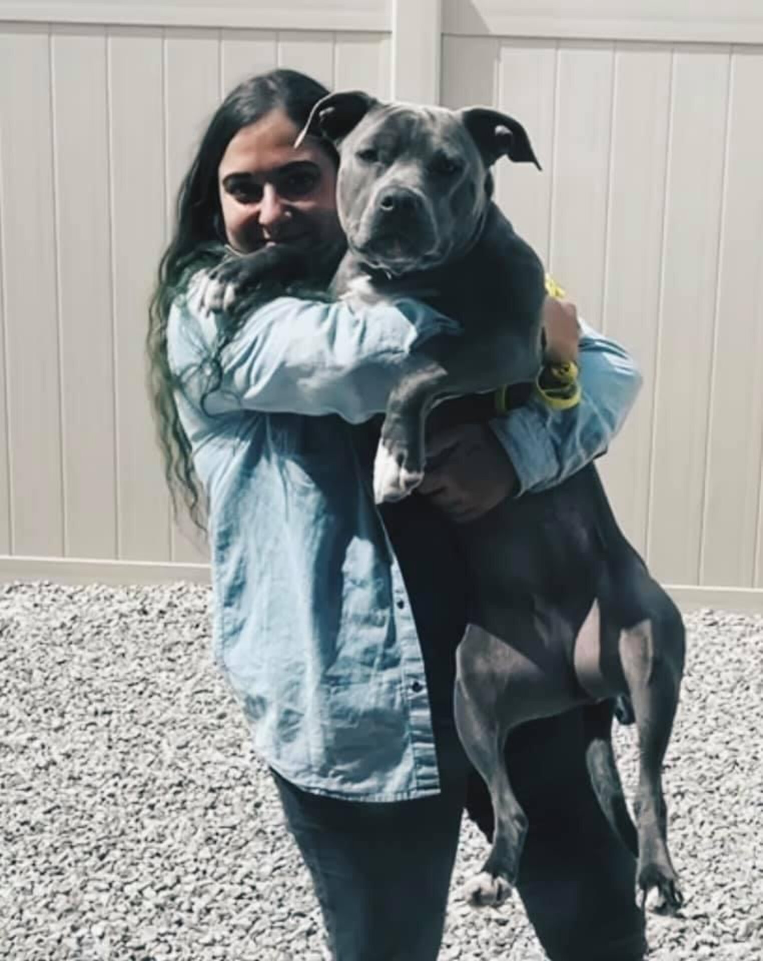 Pittie On Treadmill Shows Everyone How She Feels About Exercising - The ...