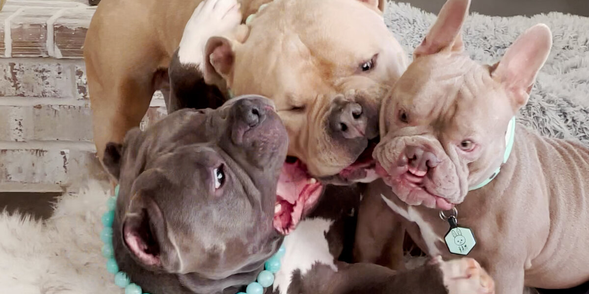 Family Takes 3 Kids And 3 Dogs On "Vacation" - Videos - The Dodo