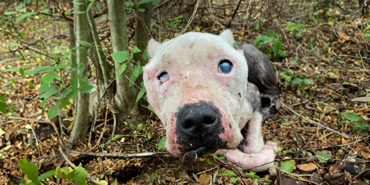 Skinny Senior Pittie Found Alone In The Woods Is Queen Of Her House ...