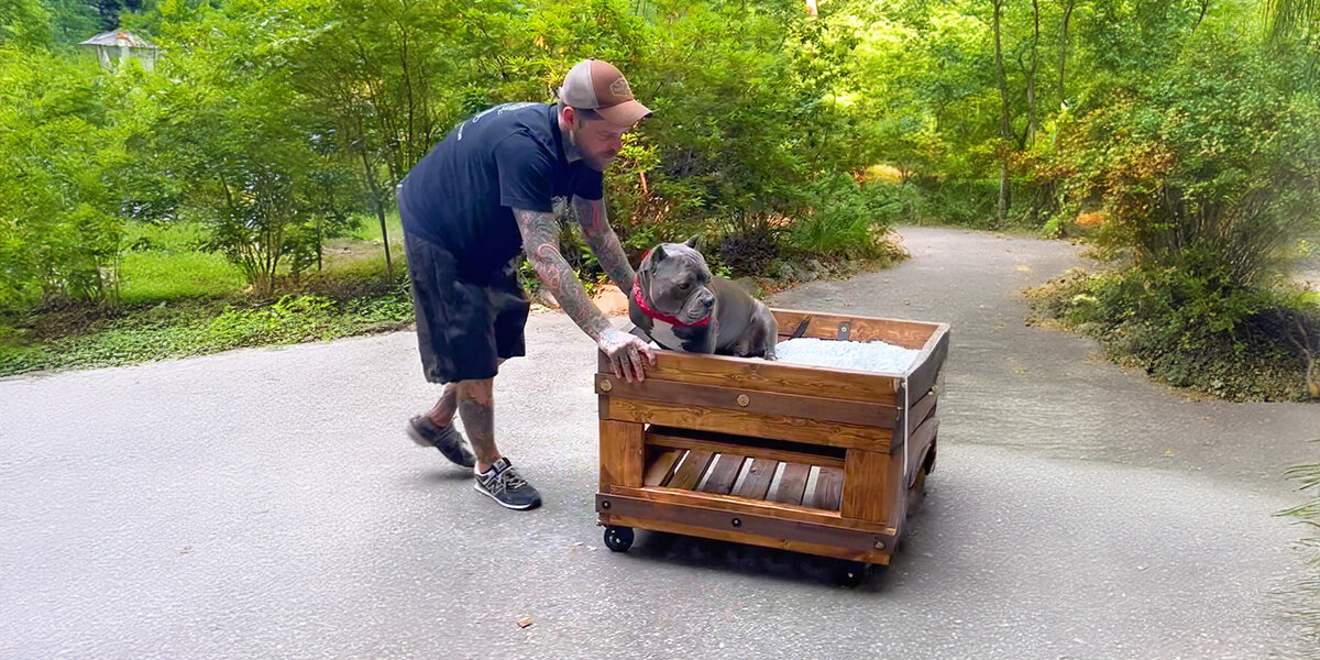 Pittie Demands To Do Everything With Dad - Videos - The Dodo