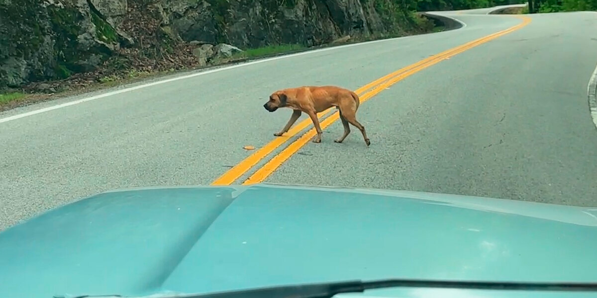 Dog Rescued From The Middle Of Traffic Becomes The Biggest Love Bug ...