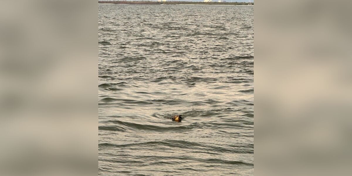 Boaters On Sunset Cruise Notice Someone Shocking Paddling Through Open ...