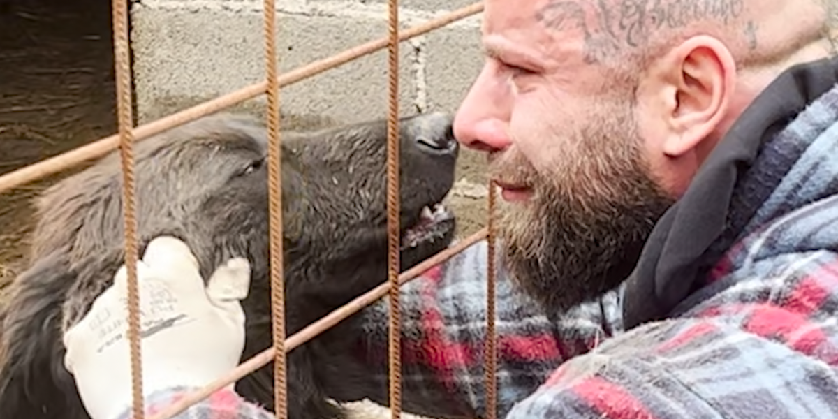 Guy Rescues Hundreds Of Dogs From City Shelters - Videos - The Dodo