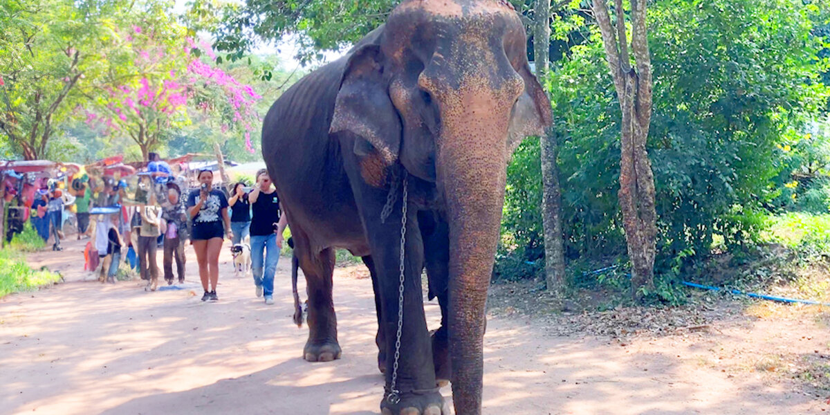 Elephant Rescued After 50 Years In Chains - Videos - The Dodo