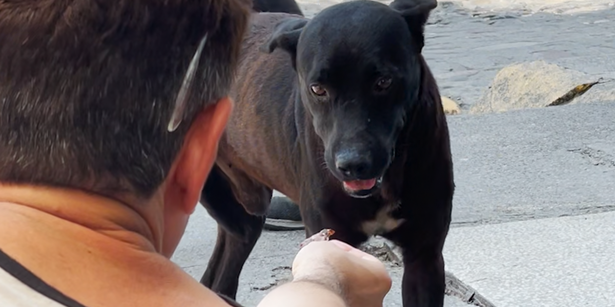 This Dog Rescue Will Make You Believe In Fate - Videos - The Dodo