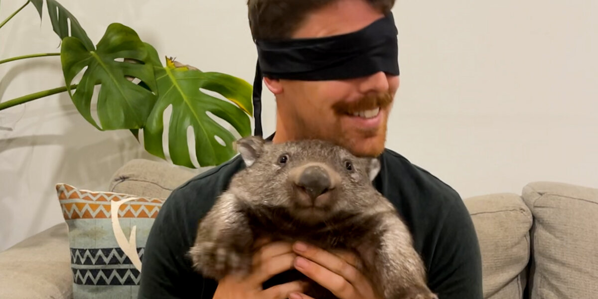 This Guy's Dad To 3 Baby Wombats - Videos - The Dodo