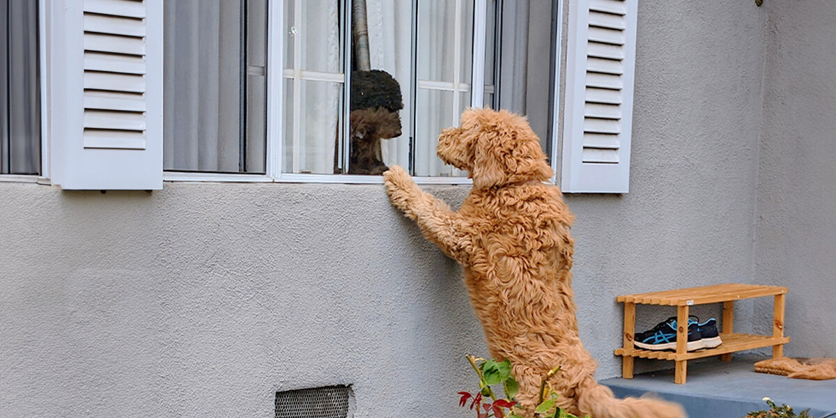 Neighbor's Dog Knocks On Door Everyday To Play With Her BFF - Videos ...