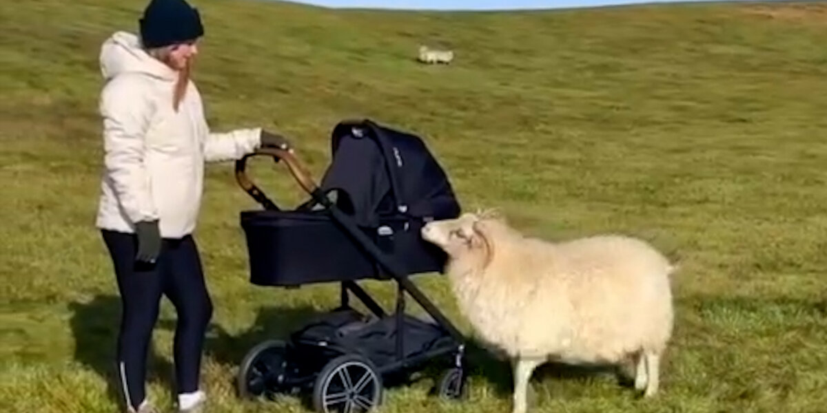 Rescue Sheep Runs To Greet Her Moms Like A Puppy - Videos - The Dodo